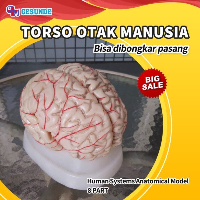 Jual [COD] Torso Peraga Model Otak Manusia/Human Anatomical - Brain W ...