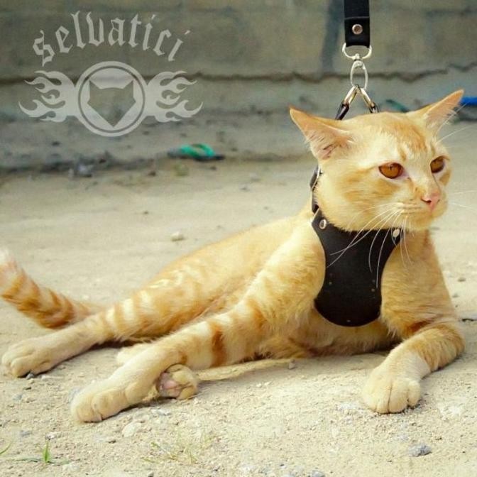 Jual Tali Kekang Harnes Herness Kulit Vegetan Terbaik Kucing Musang ...
