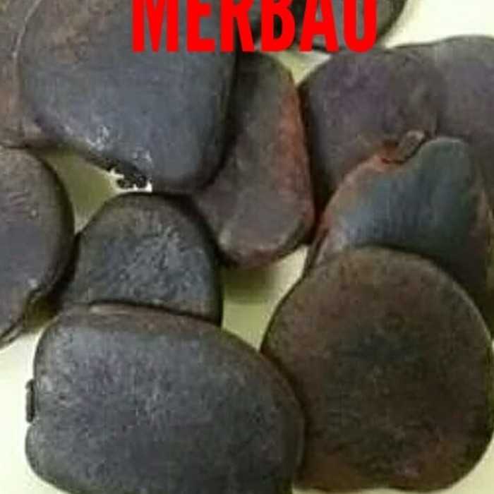 Jual Benih Kayu Merbau 1000 gram | Shopee Indonesia