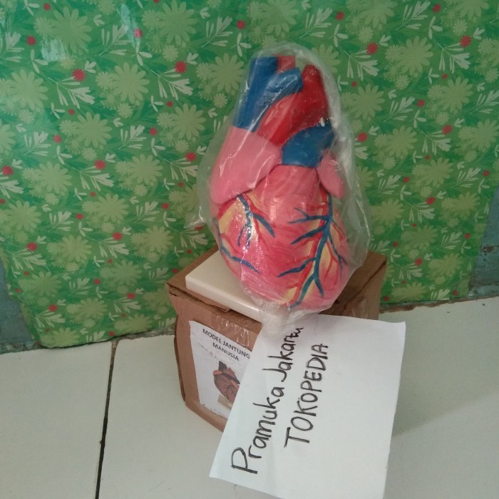 Jual TORSO JANTUNG model jantung alat peraga biologi torso jantung ... Jual TORSO JANTUNG model jantung alat peraga biologi torso jantung ...