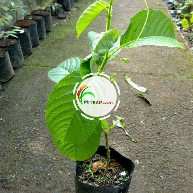 Jual Bibit Pohon Buah Markisa Jumbo/Besar/Giant - Tanaman Rambat Buah Erbis ASLI | Shopee Indonesia