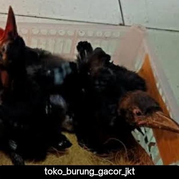Jual Anak Burung Gaok Pilihan Limited Edition | Shopee Indonesia