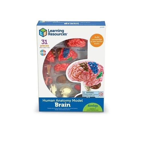 Jual Learning Resources Human Anatomy Model Brain | Shopee Indonesia