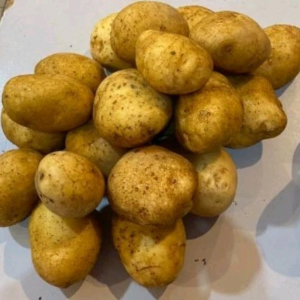 Jual Kentang Dieng Super | Kentang Sedang| Kentang Dieng Kuning ...