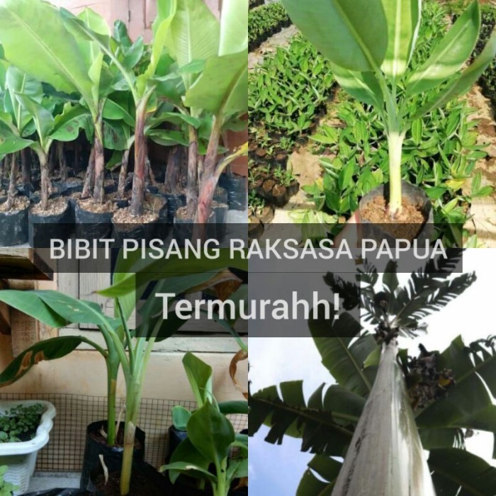 Jual Ade -045 Refa Bibit Tanaman Hidup Pisang Raksasa Papua Musa Ingens / | Shopee Indonesia