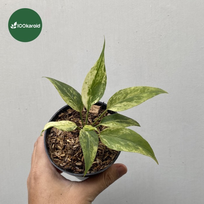 Jual Tanaman Hias Anthurium Gelombang Cinta Variegata Gelcin Varigata ...