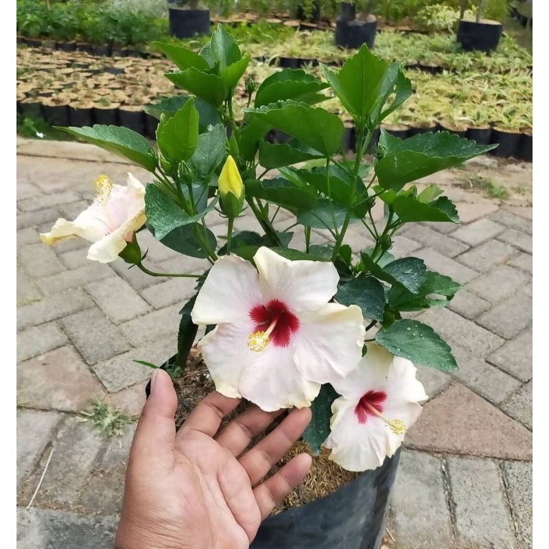 Jual Kembang Sepatu Bunga Raya Worawari Rosa Dinensis Putih Bibit ...