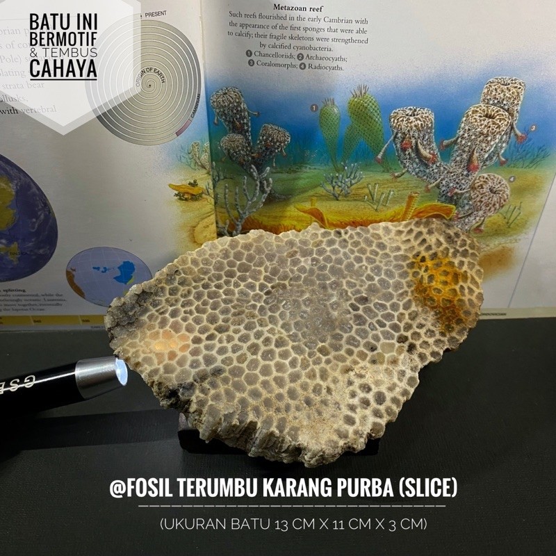 Jual Bongkahan Fosil Terumbu Karang Purba L26 atau Fosil Karang atau ...