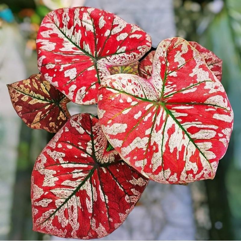 Jual Tanaman Hias Keladi Thai Series Red Shark Bunga Hias Keladi ...