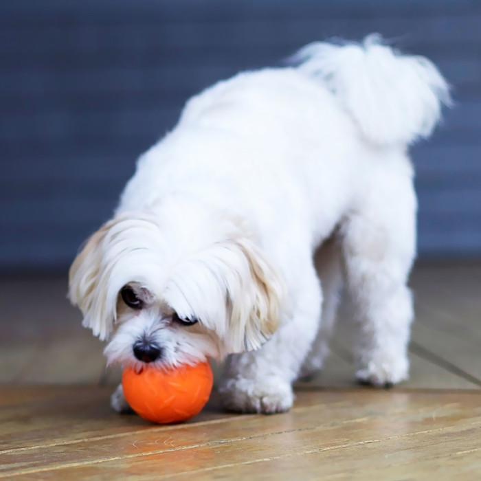 Jual Planet Dog Orbee-Tuff Diamond Plate Ball (Made In Usa) | Shopee ...