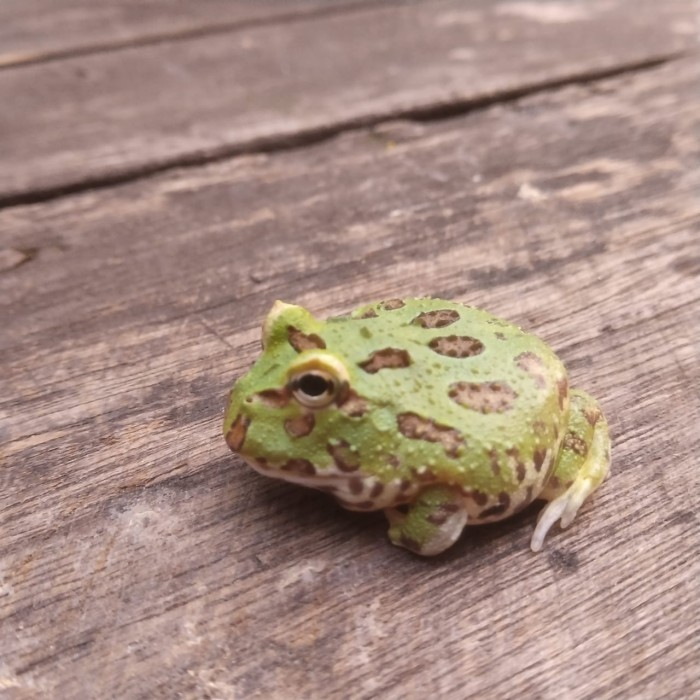 Jual Pacman Green Frog / Kodok Pacman | Shopee Indonesia
