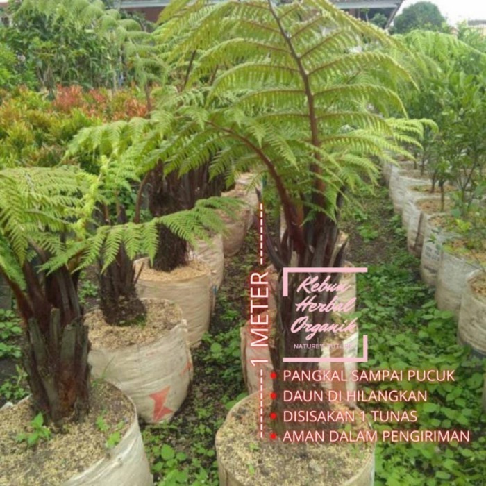 Jual Pohon Pakis Paku Tiang Hias/Pakis Monyet 1 Meter | Shopee Indonesia