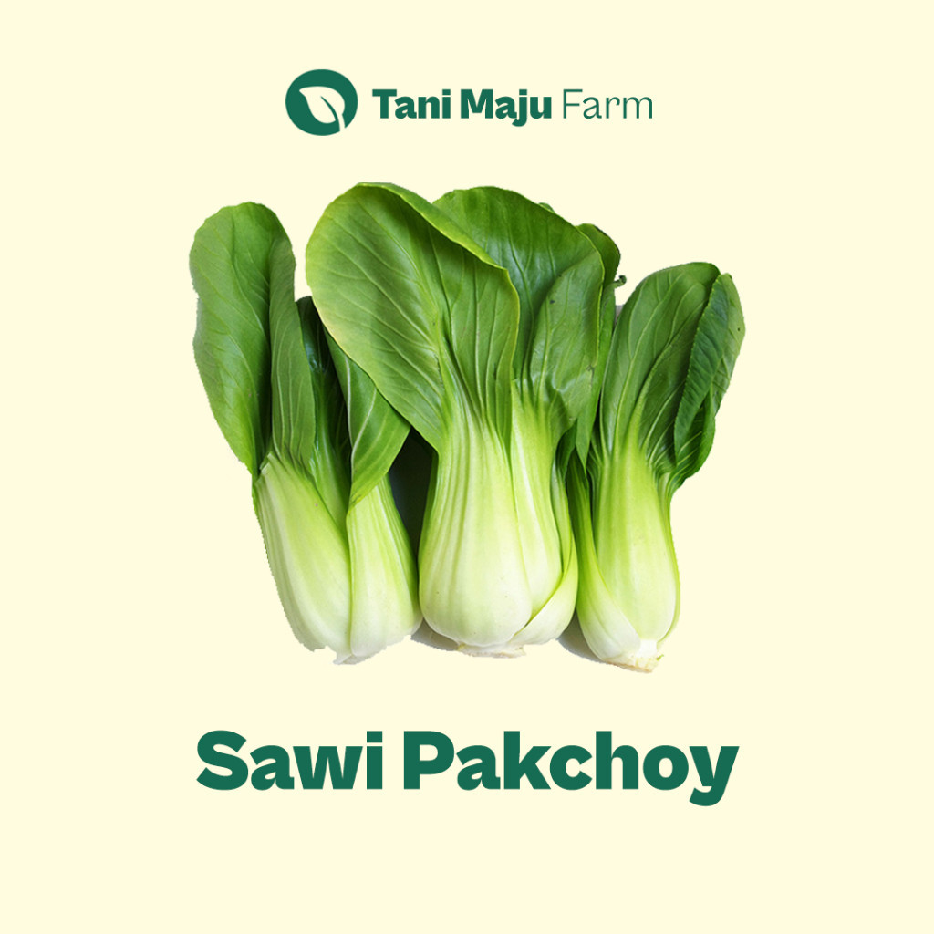 Jual Sawi Pakchoy Pakcoy Bok Choy Daging Hidroponik Fresh Organik (250 ...