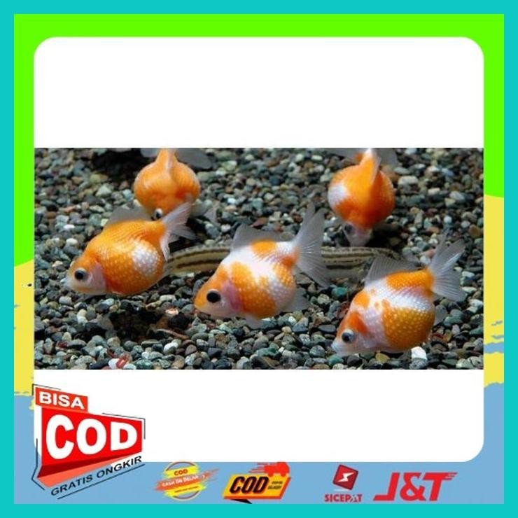 Jual IKAN MAS KOKI PANDA GOLDFISH / IKAN MAS KOKY PANDA FISH ORI PANDA ...