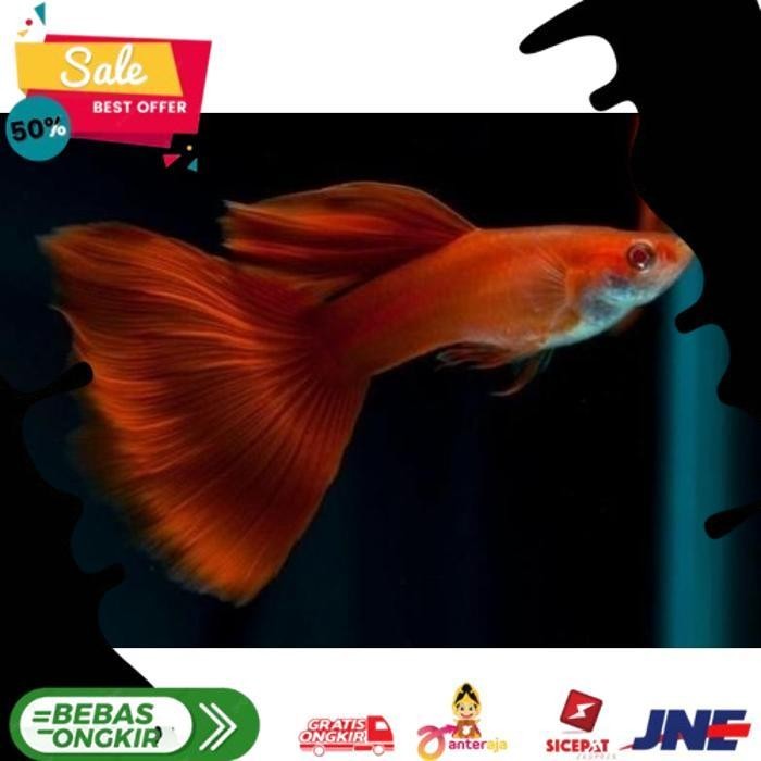Jual GUPPY AFR ALBINO FULL RED ALISUP | Shopee Indonesia