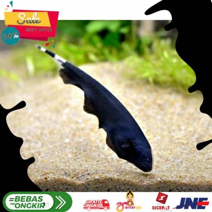 Jual IKAN HIAS BLACK GHOST / IKAN BLACK GOSHT / IKAN HANTU GLOW HITAM ...
