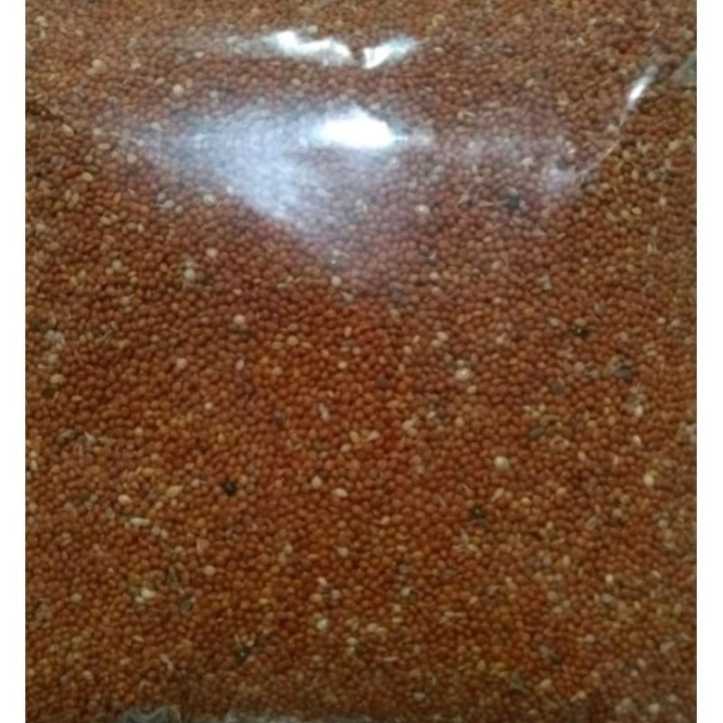 Jual SEKILO JUWAWUT BANGKOK JIWAWUT BURUNG PERKUTUT JAWAUT MAKANAN ...