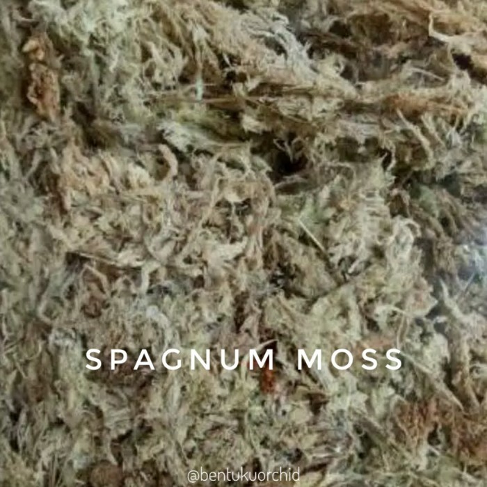 Jual SPECIAL Moss Putih/ Media Tanam Moss/Spagnum Mos/ Media Anggrek ...