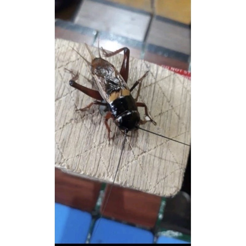 Jual JANGKRIK GENGGONG ADUAN FREE WDAH TOPLES | Shopee Indonesia