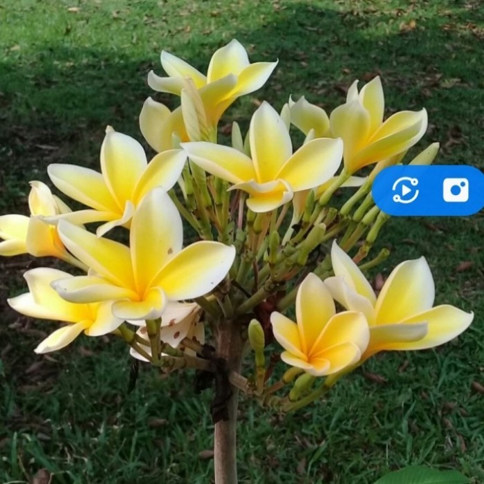 Jual Pohon Kamboja Bali Bunga Kuning 1Meter | Shopee Indonesia