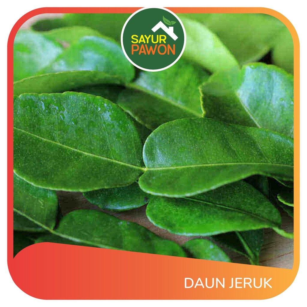 Jual DAUN JERUK SEGAR per bungkus | Shopee Indonesia