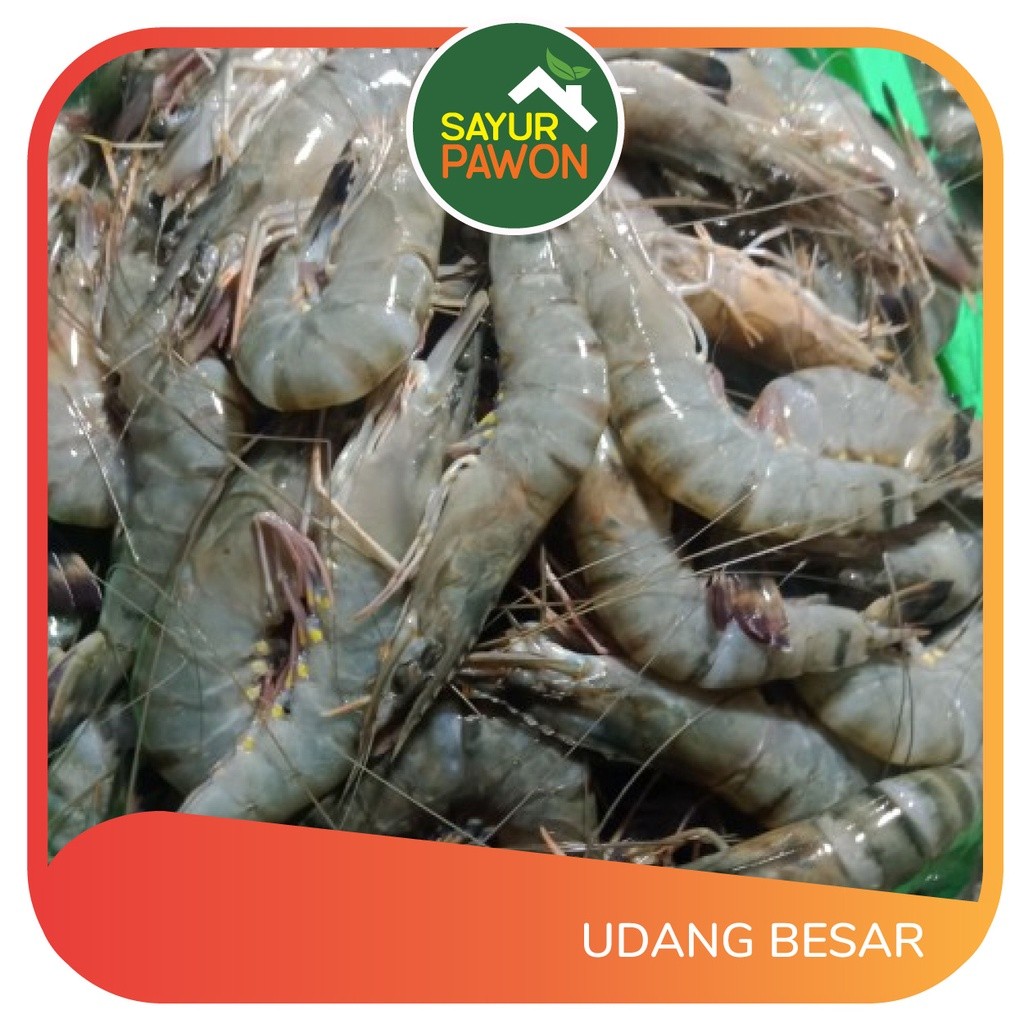 Jual UDANG BESAR SEGAR Per 250 gram | Shopee Indonesia