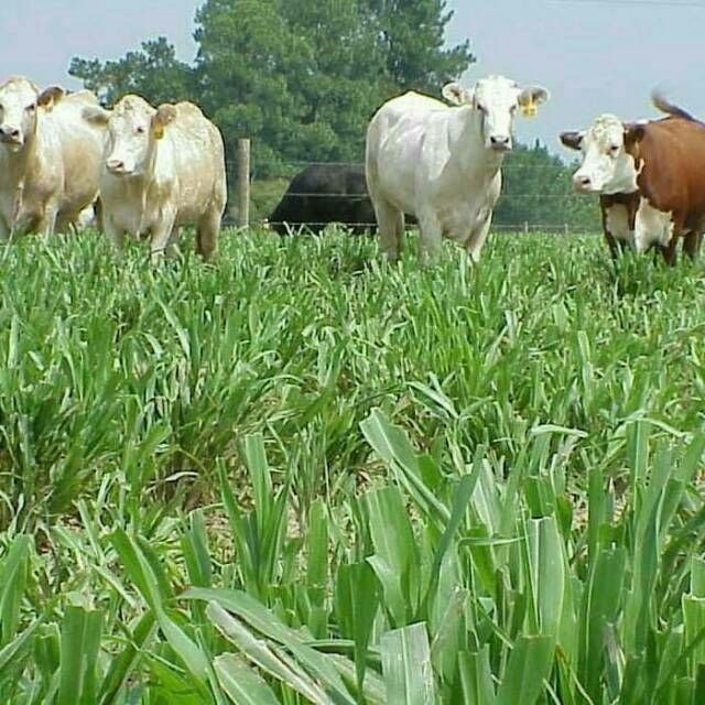 Jual BENIH BIJI RUMPUT PAKAN TERNAK 1KG/RUMPUT PAKAN SAPI/KAMBING ...