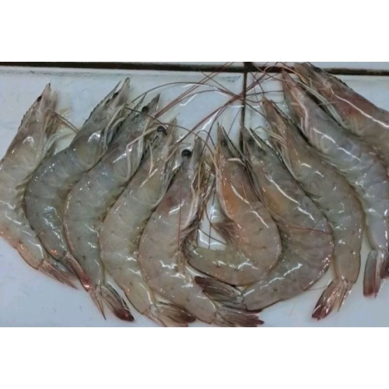 Jual Udang ukuran besar / udang segar / udang vaname / udang super ...