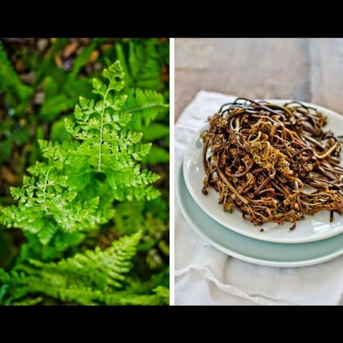 Jual ------] Dried korean Gosari 100gr/ fernbrake - bracken fiddleheads ...