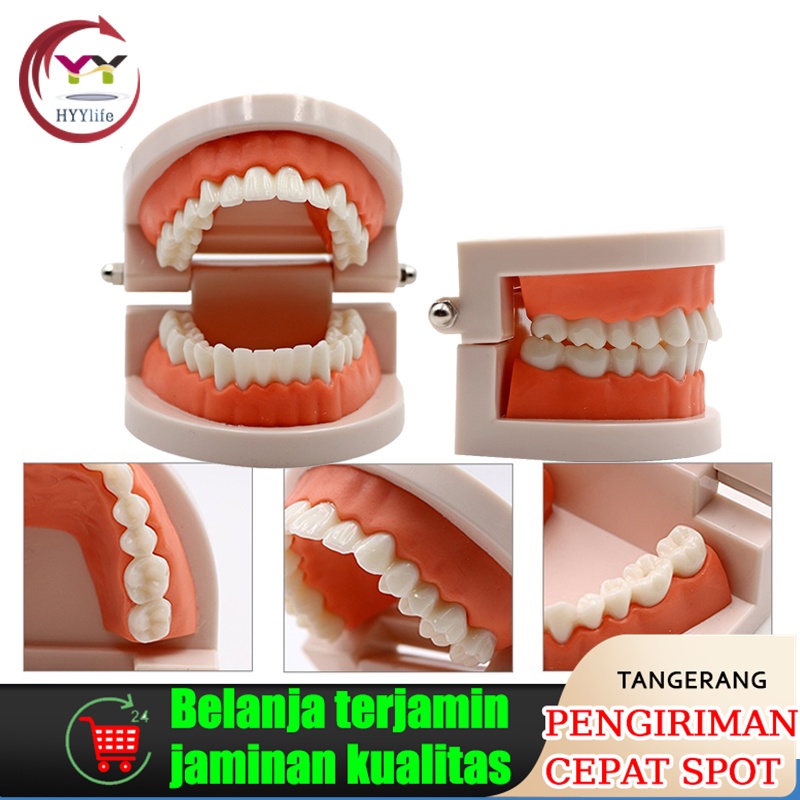 Jual Peraga Gigi /Manekin Gigi Skala /Phantom Gigi / Dental Teaching El ...