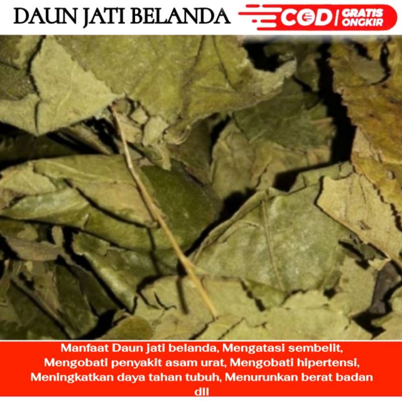 Jual Daun jati belanda 1kg | Shopee Indonesia