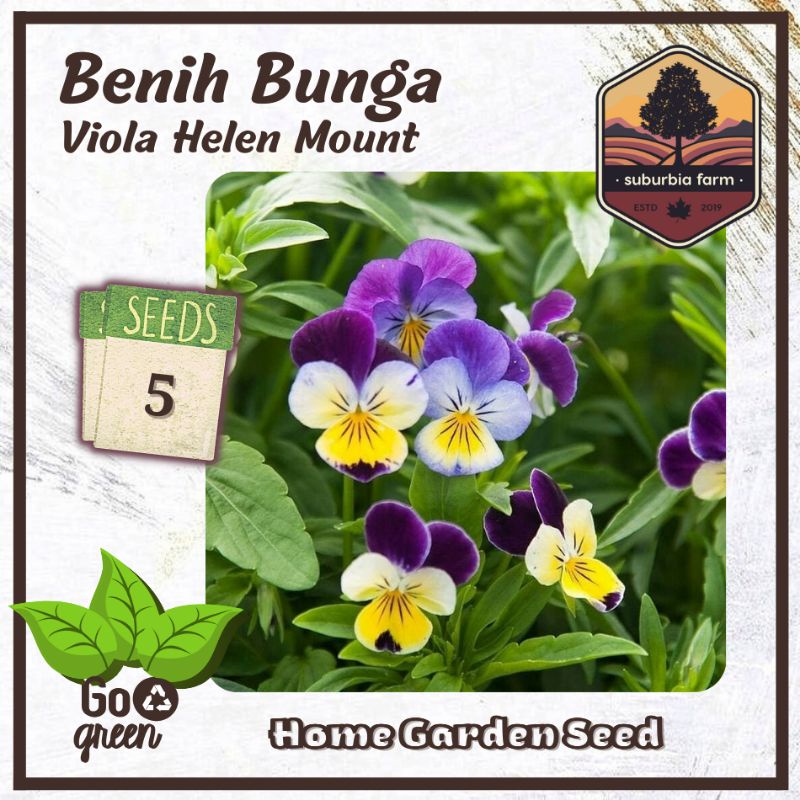 Jual 5 Biji Benih Bunga Viola Helen Mount | Shopee Indonesia