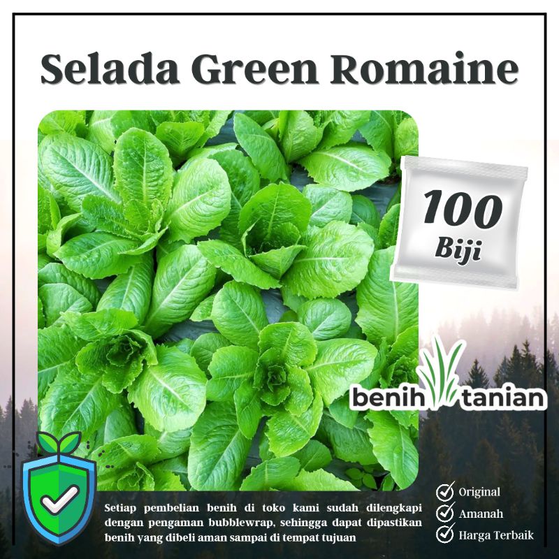 Jual 100 Biji Benih Selada Green Romaine Bibit Sayur Selada Unggul | Shopee Indonesia
