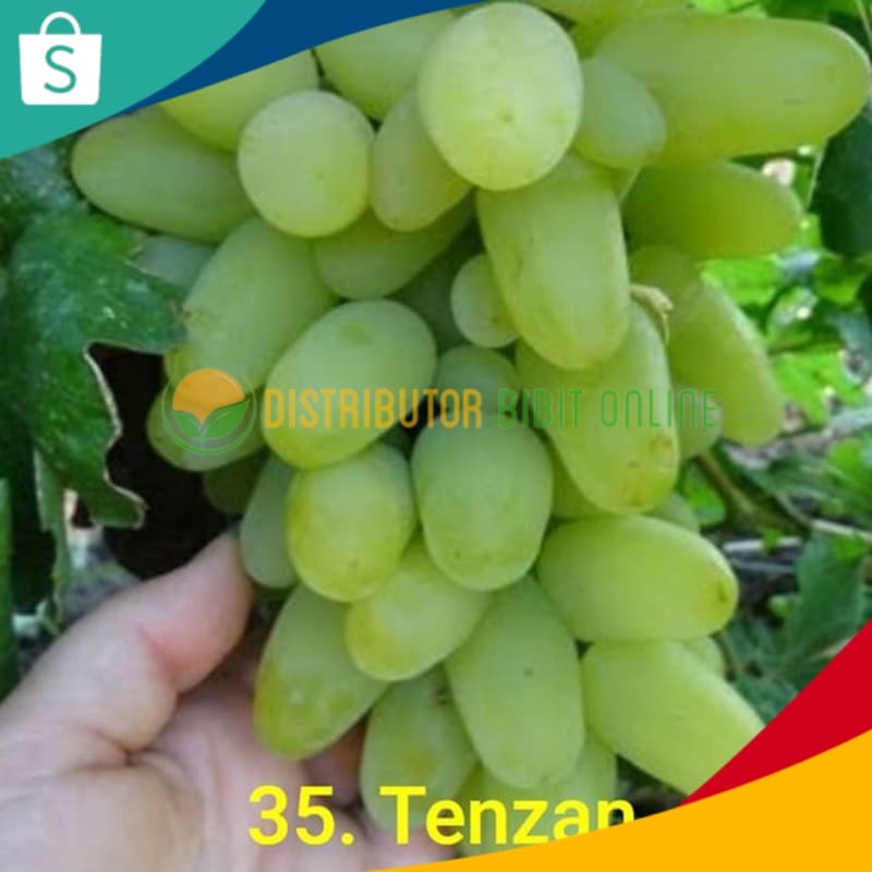 Jual Bibit Anggur Import Tenzan Hasil Grafting | Shopee Indonesia