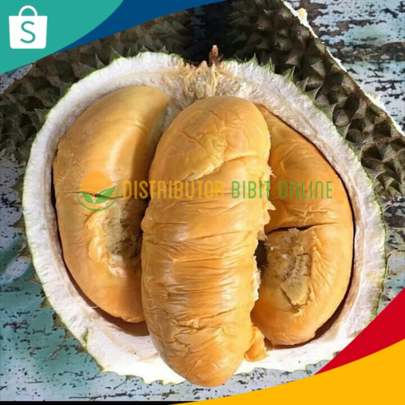 Jual Bibit Tanaman Durian Duri Hitam / Ochee Kaki 3 | Shopee Indonesia