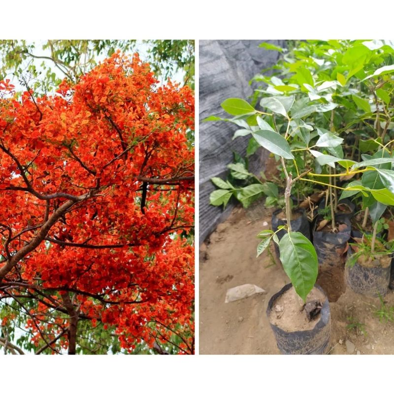 Jual Tanaman hias bunga sakura Tabebuya bunga orange | Shopee Indonesia