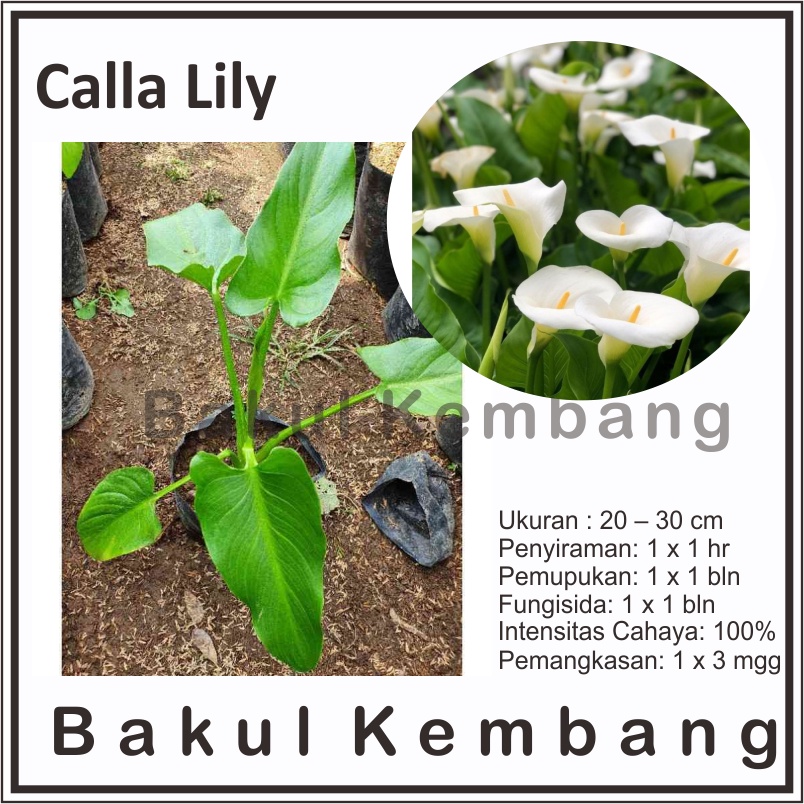 Jual Tanaman hias cala lily air bunga putih calla lily (zantedeschia ...