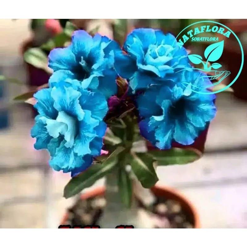 Jual Tanaman hias adenium blue neon | Shopee Indonesia