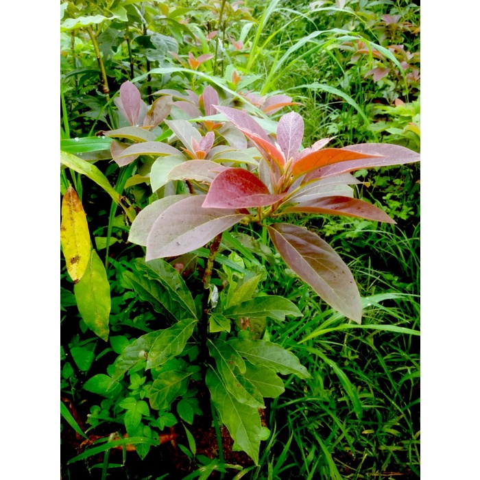 Jual Bibit Aplukat Red Vietnam Pohon Buah Alpukat Merah Dari Vietnam ...