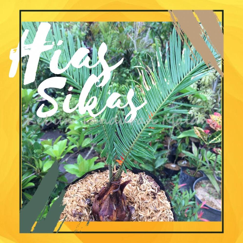 Jual Viral Tanaman Hias Palm palem Sikas / Mawar jambe / pakis haji ...