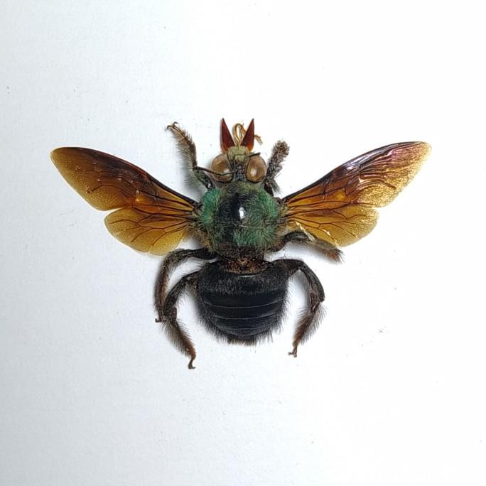 Jual AWETAN SERANGGA UNIK X. CAERULEA (MALE) | Shopee Indonesia