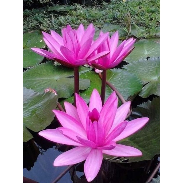 Jual TANAMAN HIAS AIR TERATAI PINK LOVE - BUNGA TERATAI - TANAMAN HIAS ...