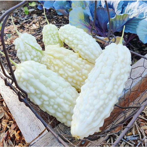 Jual Bibit Benih Pare Putih (1 Butir) | Shopee Indonesia