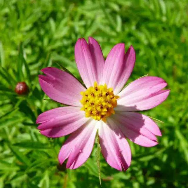 Jual Bibit Benih Bunga Kenikir Cosmos Pink (5 Gram) | Shopee Indonesia