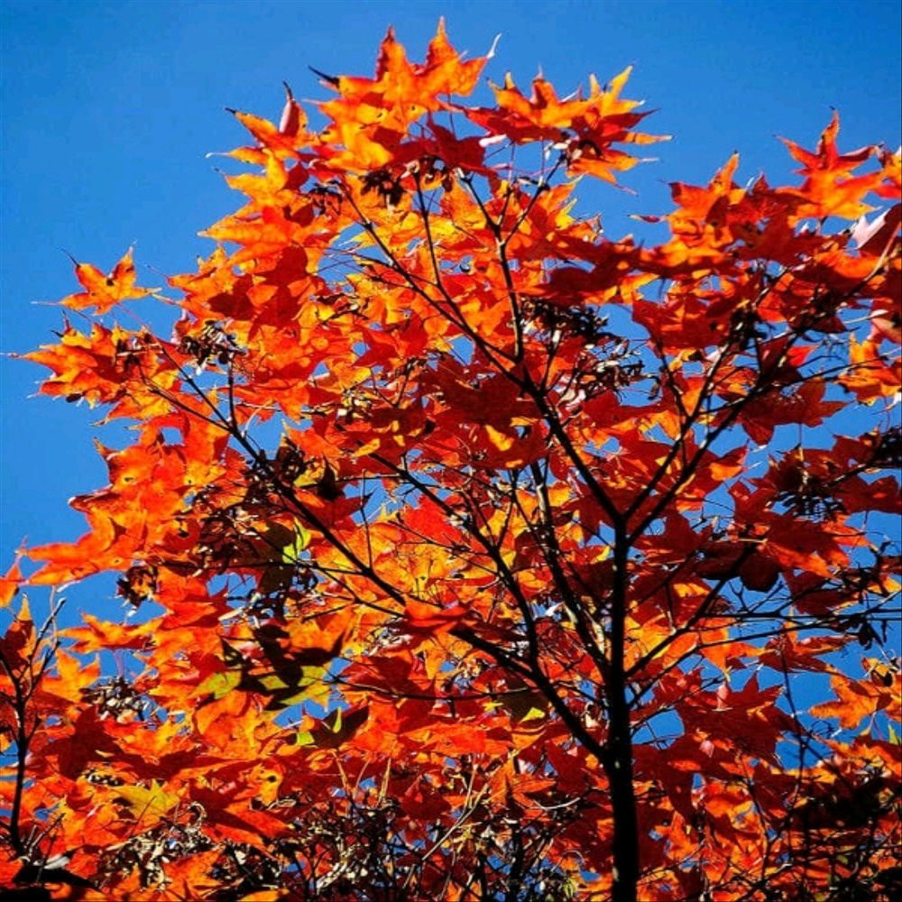 Jual Bibit Benih Oliver's Maple (1 Butir) | Shopee Indonesia