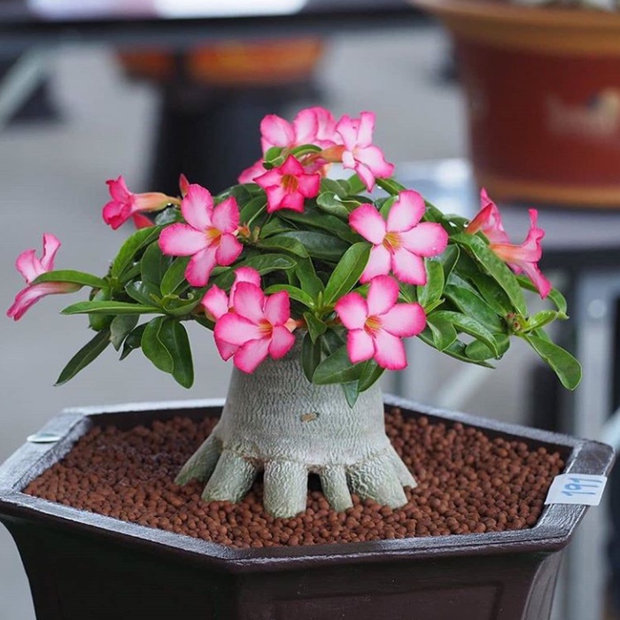 Jual Stek Bibit Bunga Adenium (1 Batang) | Shopee Indonesia