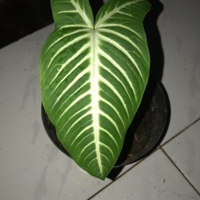 Jual [COD] Tanaman Keladi Zebra Lindenii Berkualitas | Shopee Indonesia