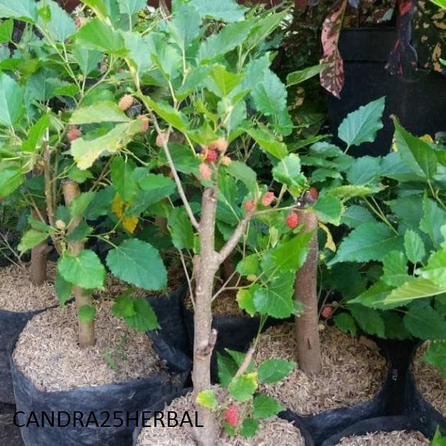 Jual bibit tanaman buah murbei / pohon murbei / tanaman murbey VALID ...