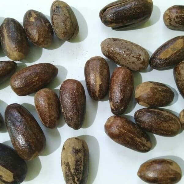 Jual Mazin - Biji Pala Kering Utuh Atau Buah Pala 1Kg | Shopee Indonesia