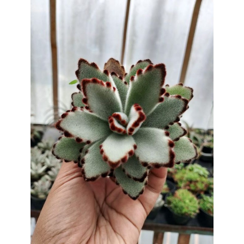 Jual kalanchoe tomentosa panda mutasi KAKTUS SUKULEN TANAMAN HIAS ...